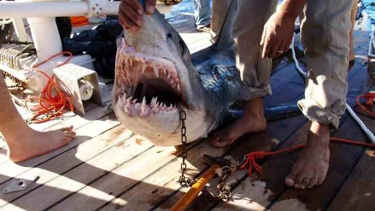 Suite à la diffusion d’une vidéo qui a suscité l’indignation en Égypte ...